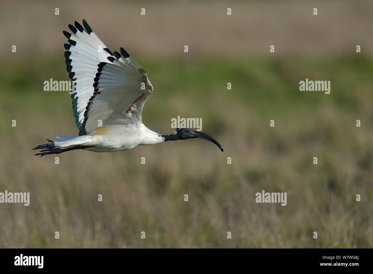 African sacred ibis (Threskiornis aethiopicus) in flight, Breton Marsh ...