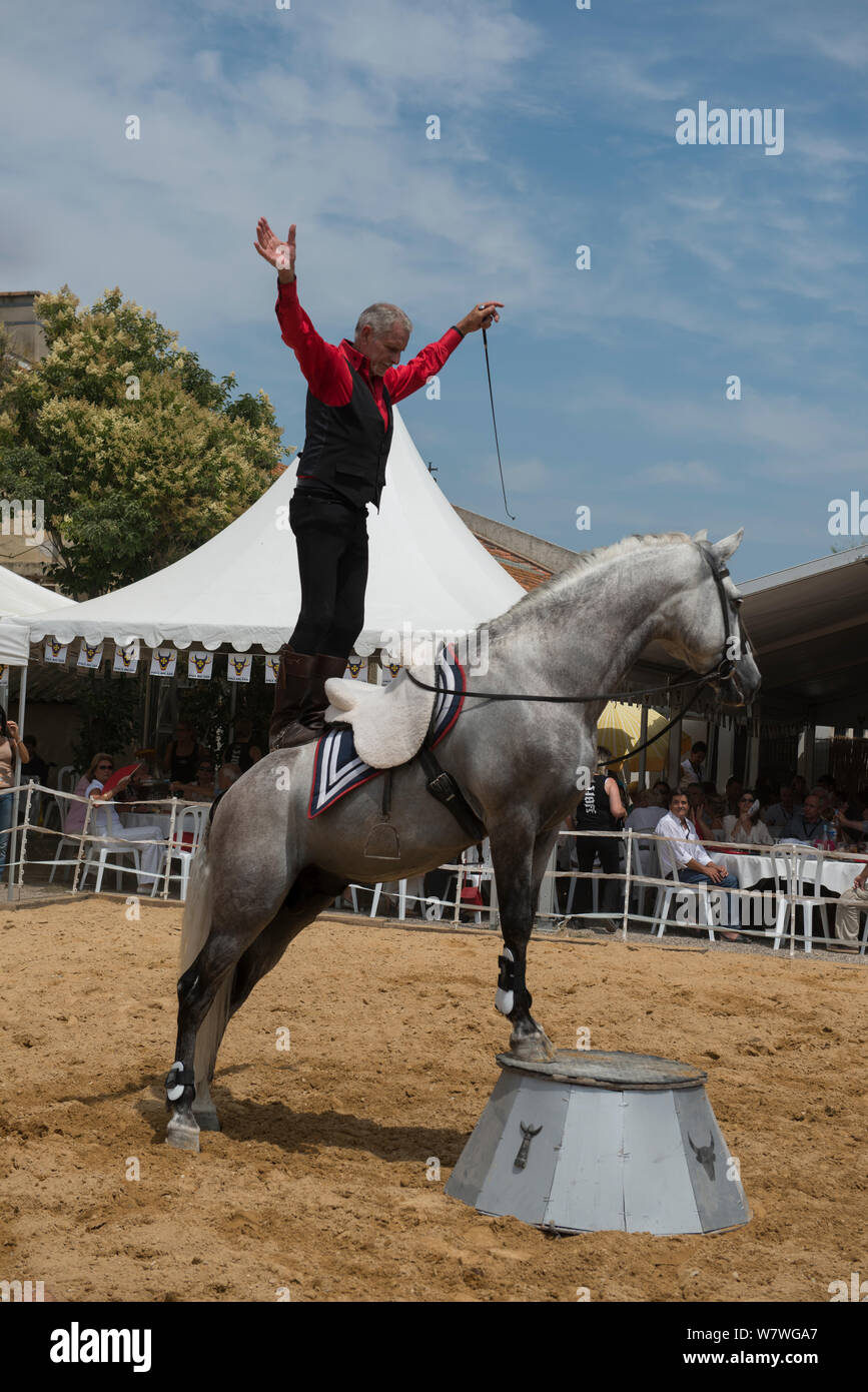 Man balancing on horses back at riding Mejanes Horse Fair - Feria ...