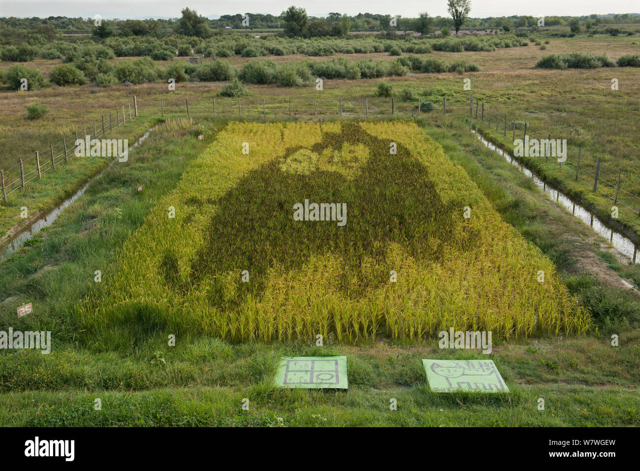 Tambo art in ricefield , artistic creation with different varieties of ...