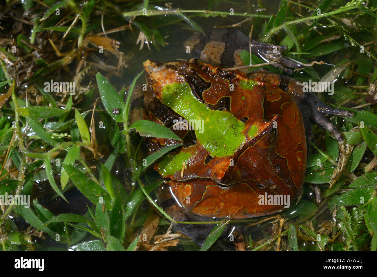 Camouflaged frog hi-res stock photography and images - Alamy