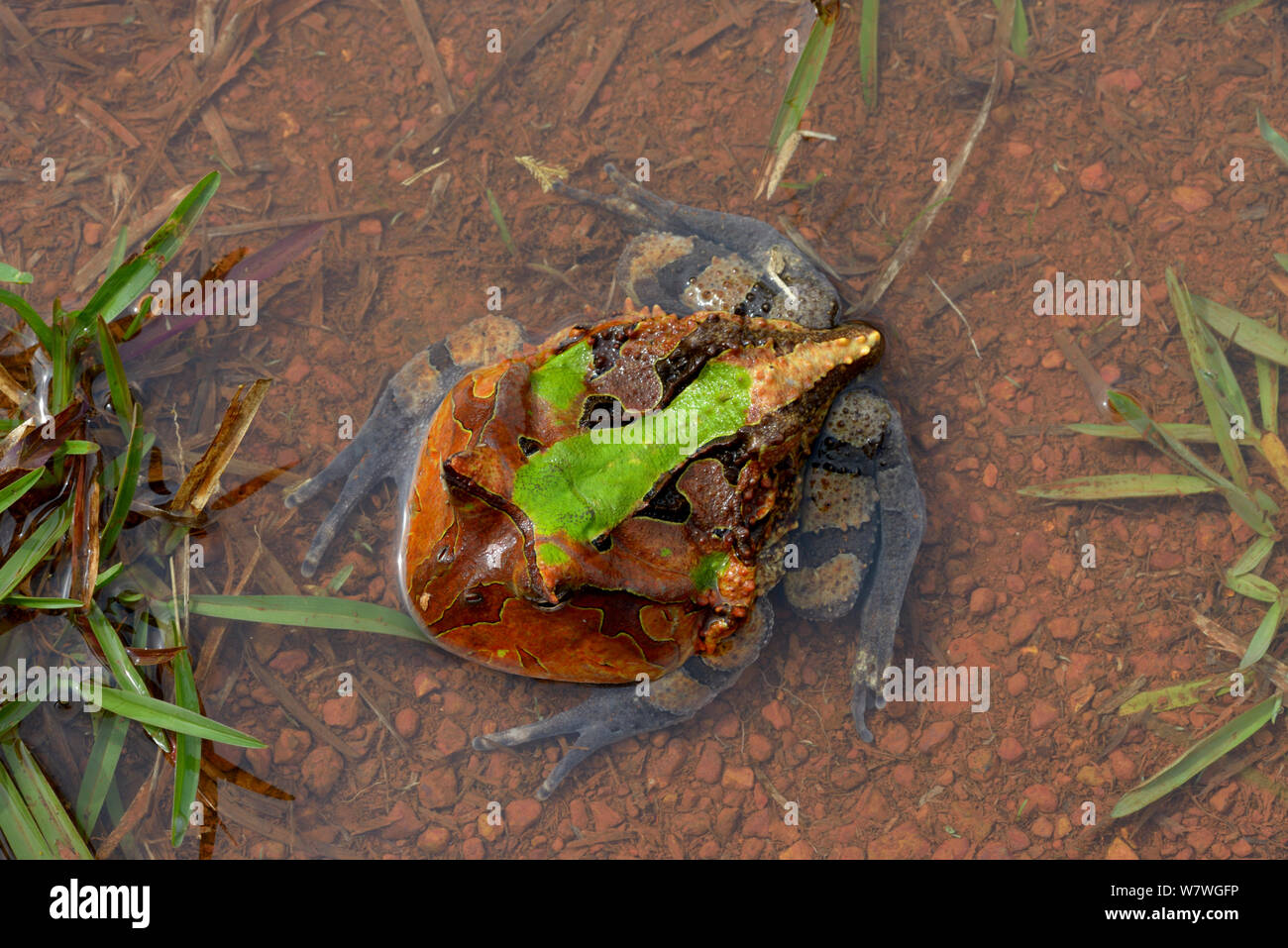 Amazon Horned Frog High Resolution Stock Photography and Images - Alamy