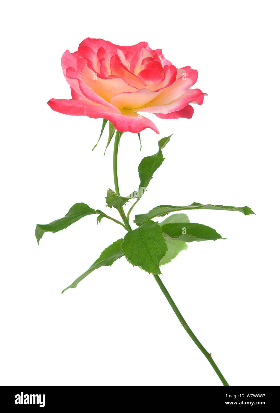 A single rose isolated on white background Stock Photo - Alamy