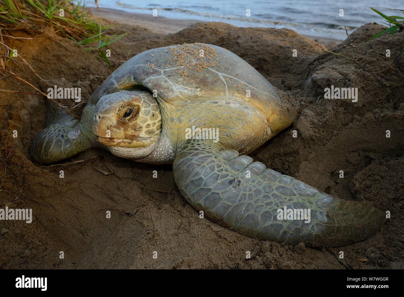 Sea Turtle Digging Nest