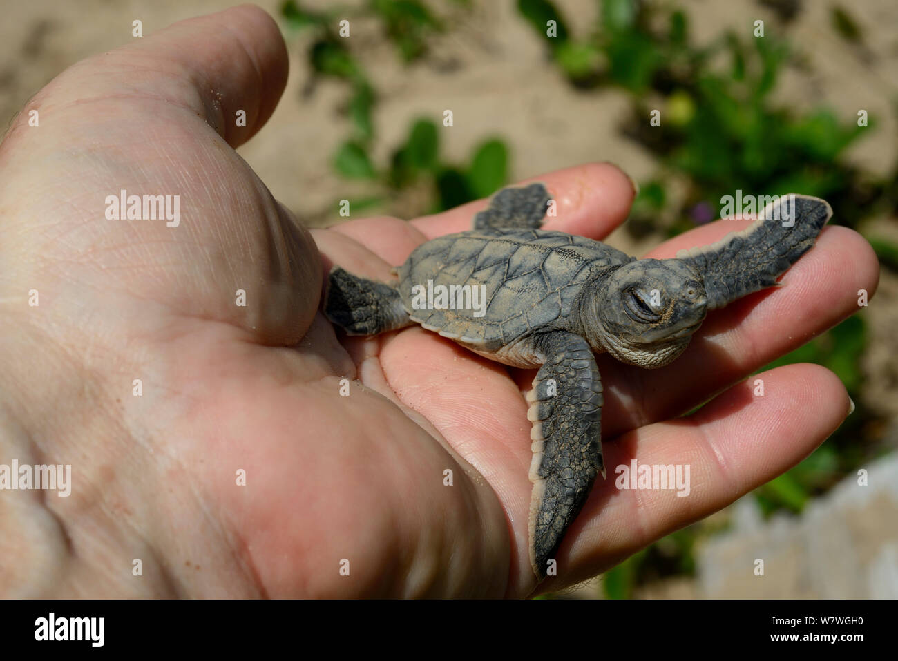 Baby sea turtles in hand hi-res stock photography and images - Alamy