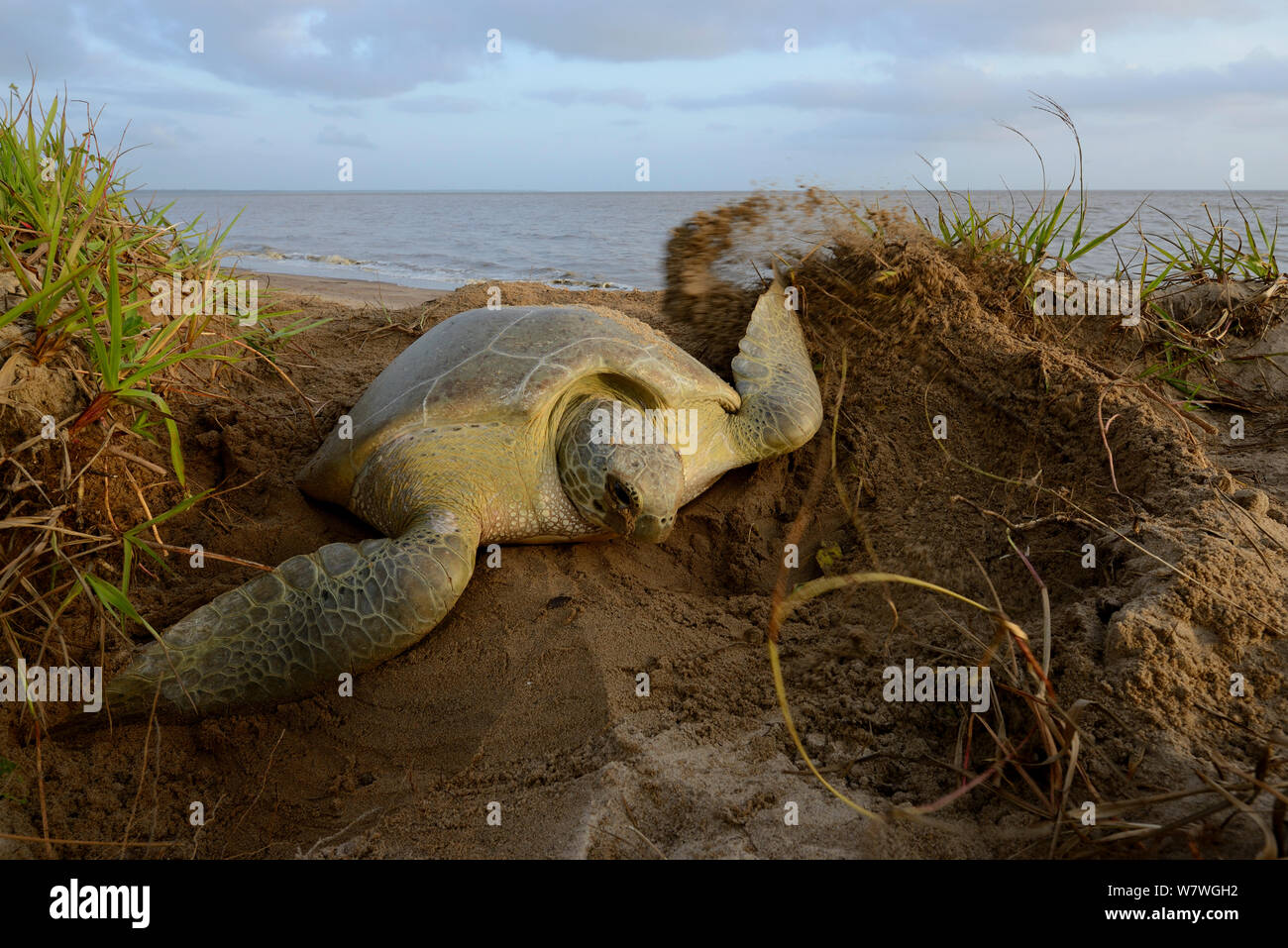 Sea Turtle Digging Nest