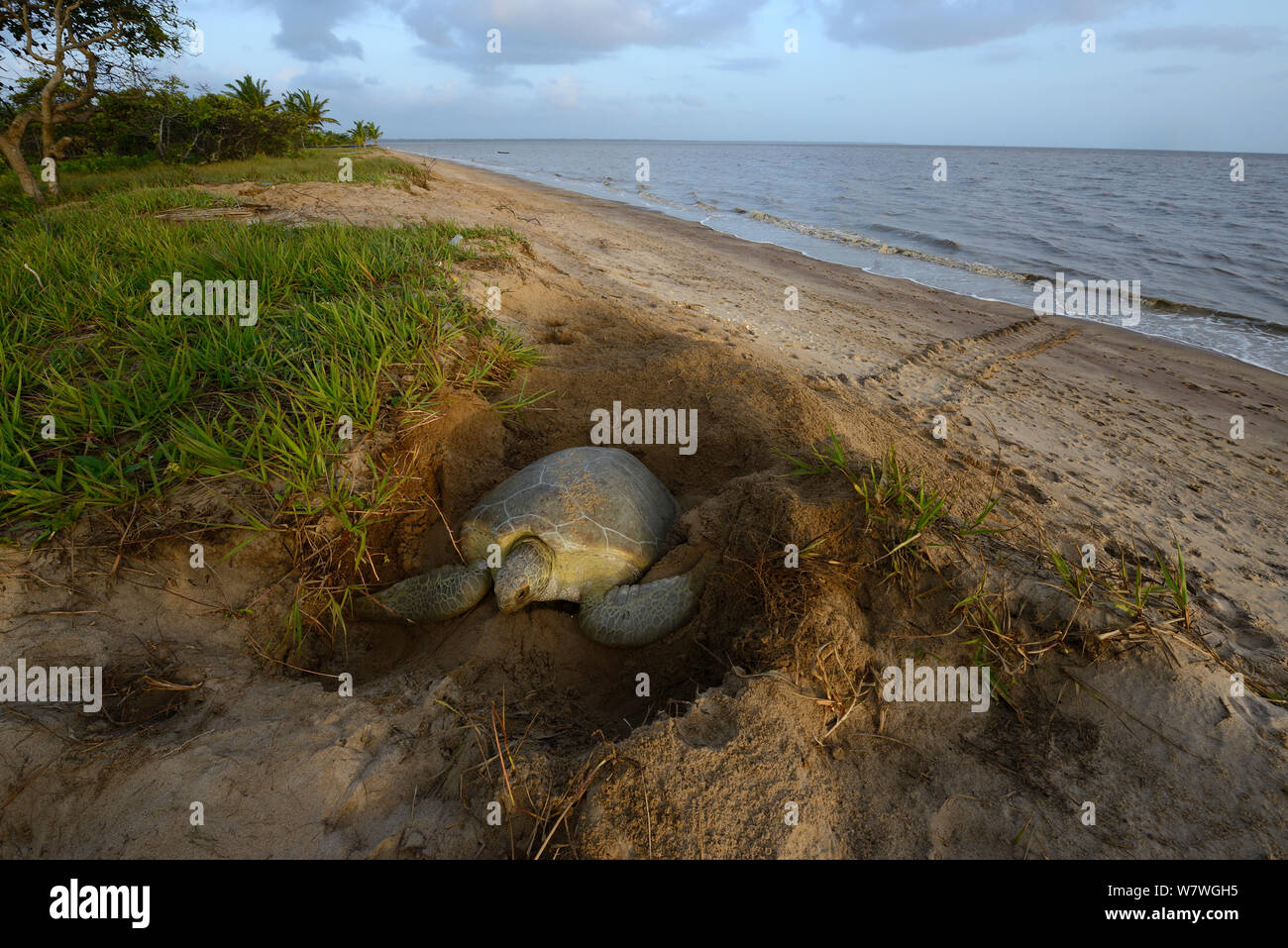 Green sea turtle (Chelonia mydas) digging nest to lay eggs on beach ...