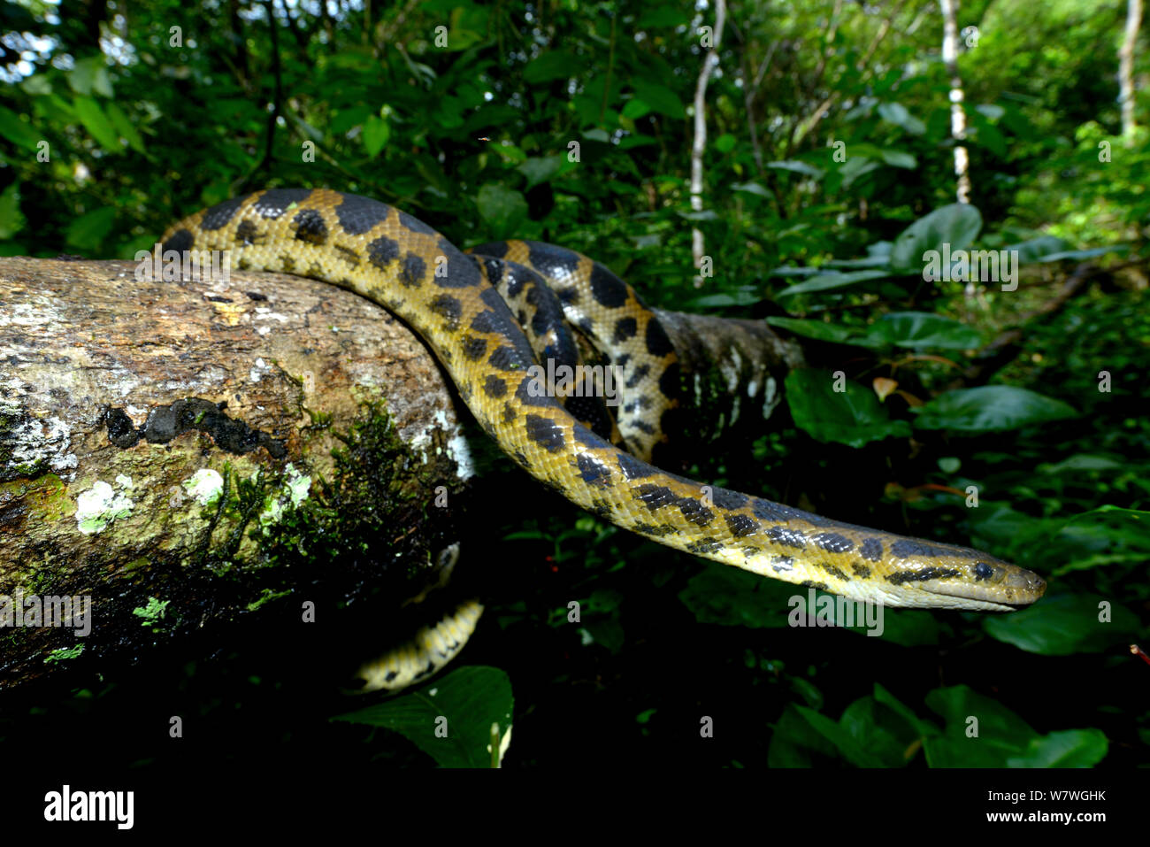 Dark-spotted anaconda (Eunectes descheuenseei) French Guiana Stock ...