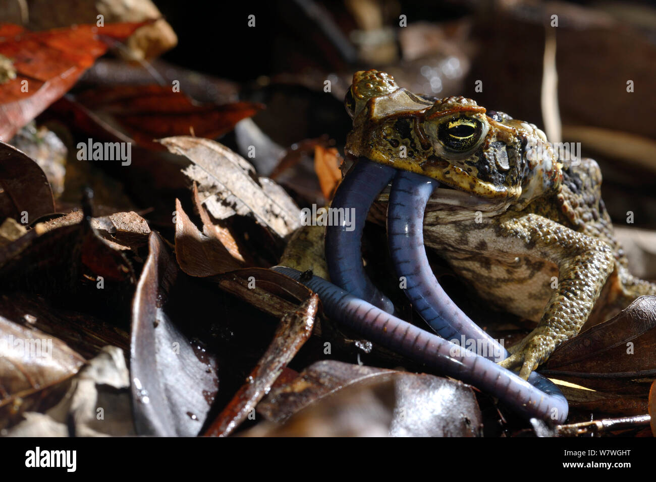 Cane toad (Rhinella marina) eating Bearded caecilia (Caecilia ...