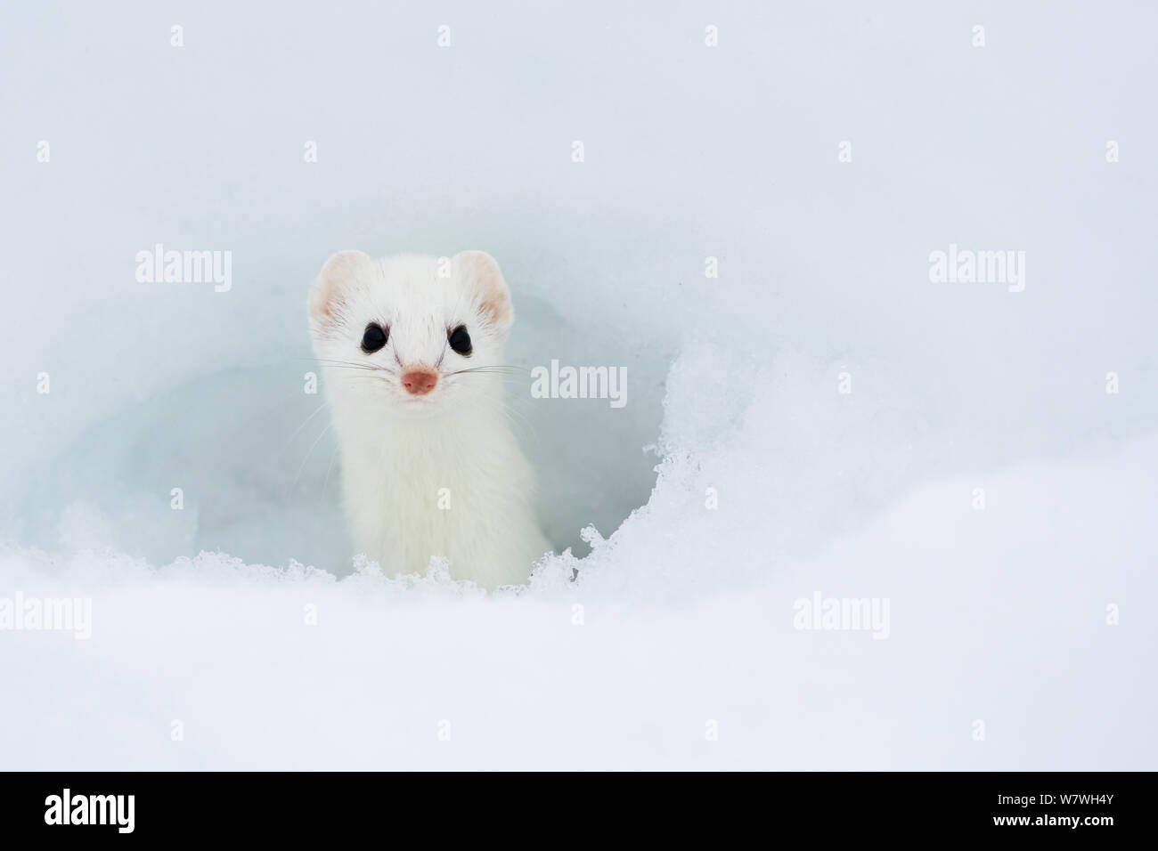Stoat (Mustela erminea) looking out of hole in snow, in white winter ...