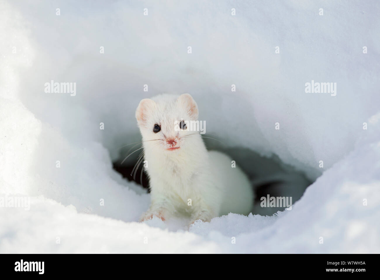 Stoat in snow hi-res stock photography and images - Alamy