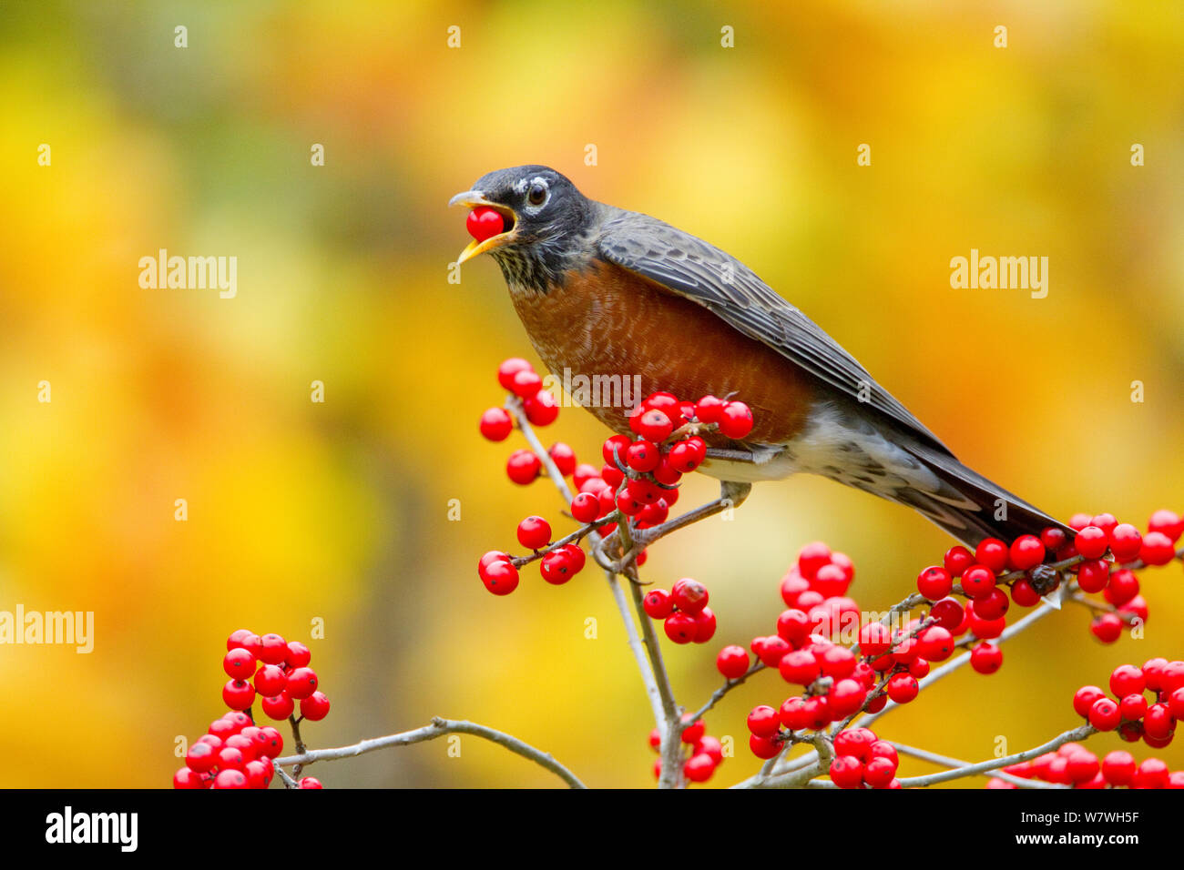 Holly berries birds hi-res stock photography and images - Alamy