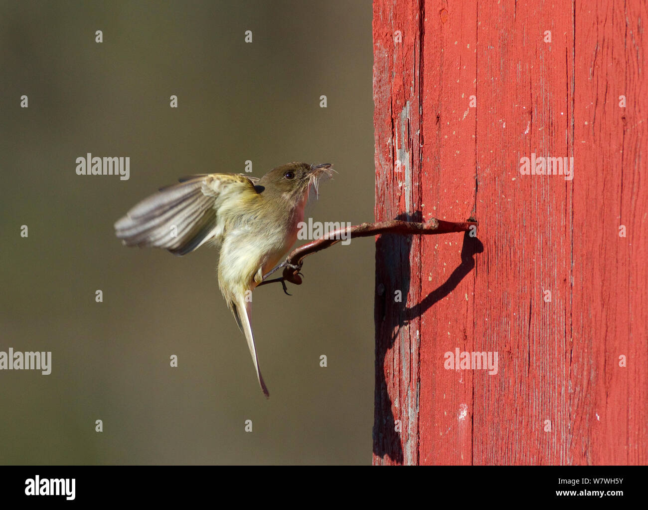 Eastern phoebe (Sayornis phoebe) landing on perch with nesting material ...