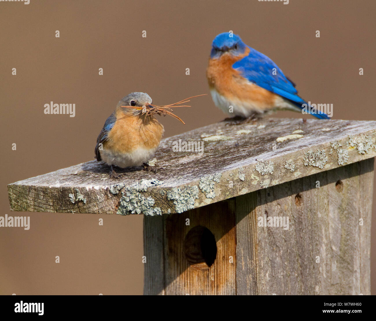 Eastern bluebird nest box hi-res stock photography and images - Alamy
