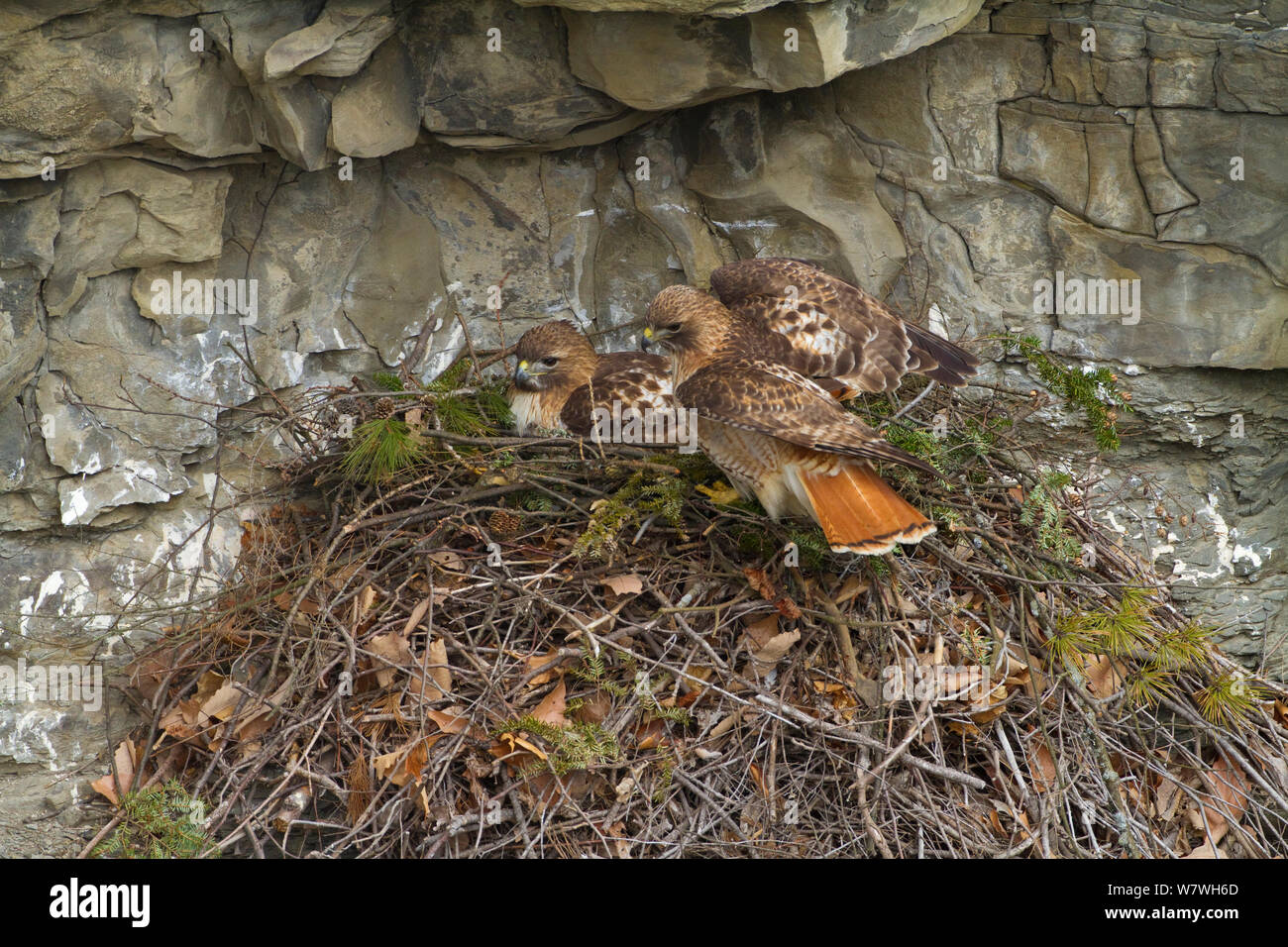 Red tailed hawk nest hi-res stock photography and images - Alamy