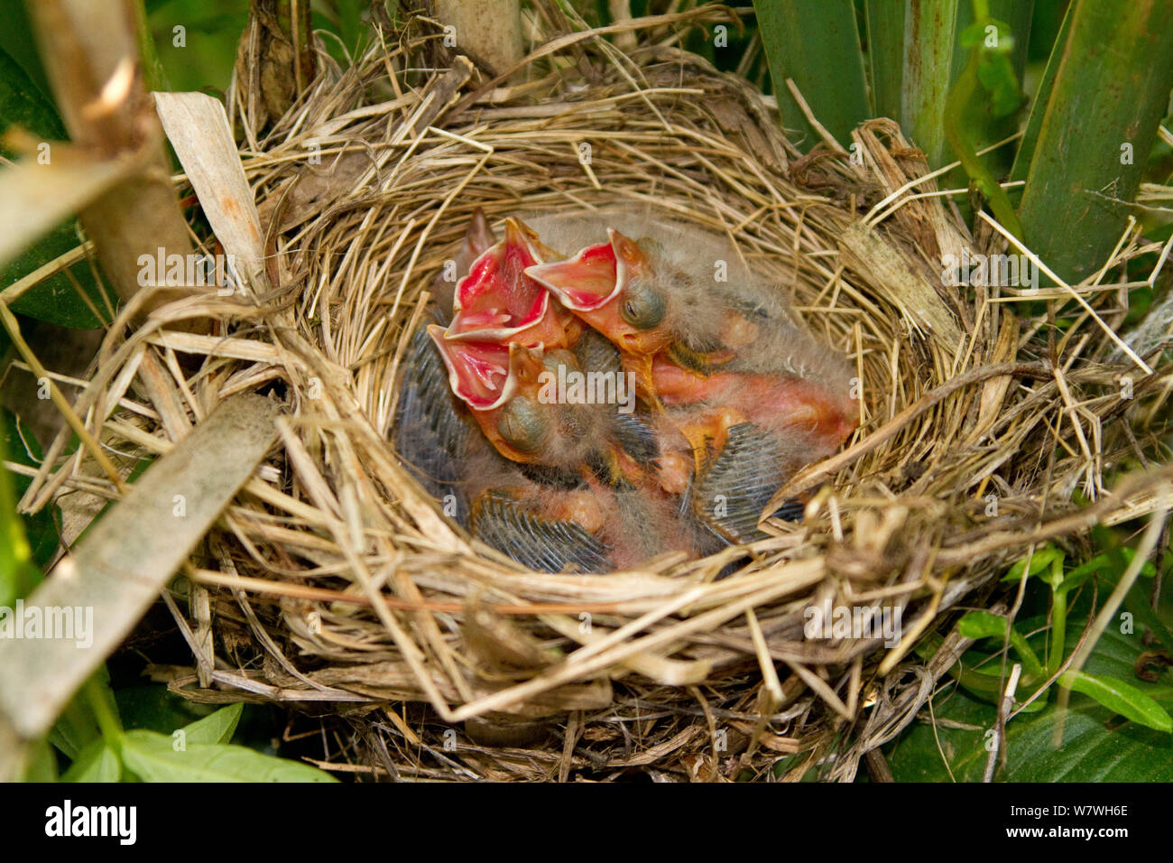 Three Red winged blackbird (Agelaius phoeniceus) chicks in nest with ...