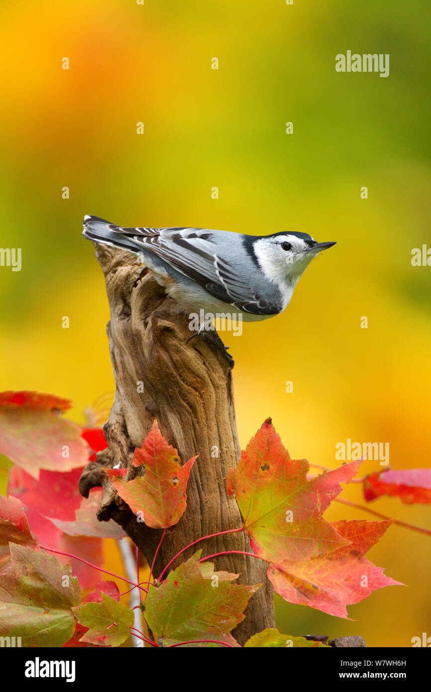 Male White breasted nuthatch (Sitta carolinensis) perched on stump, New ...