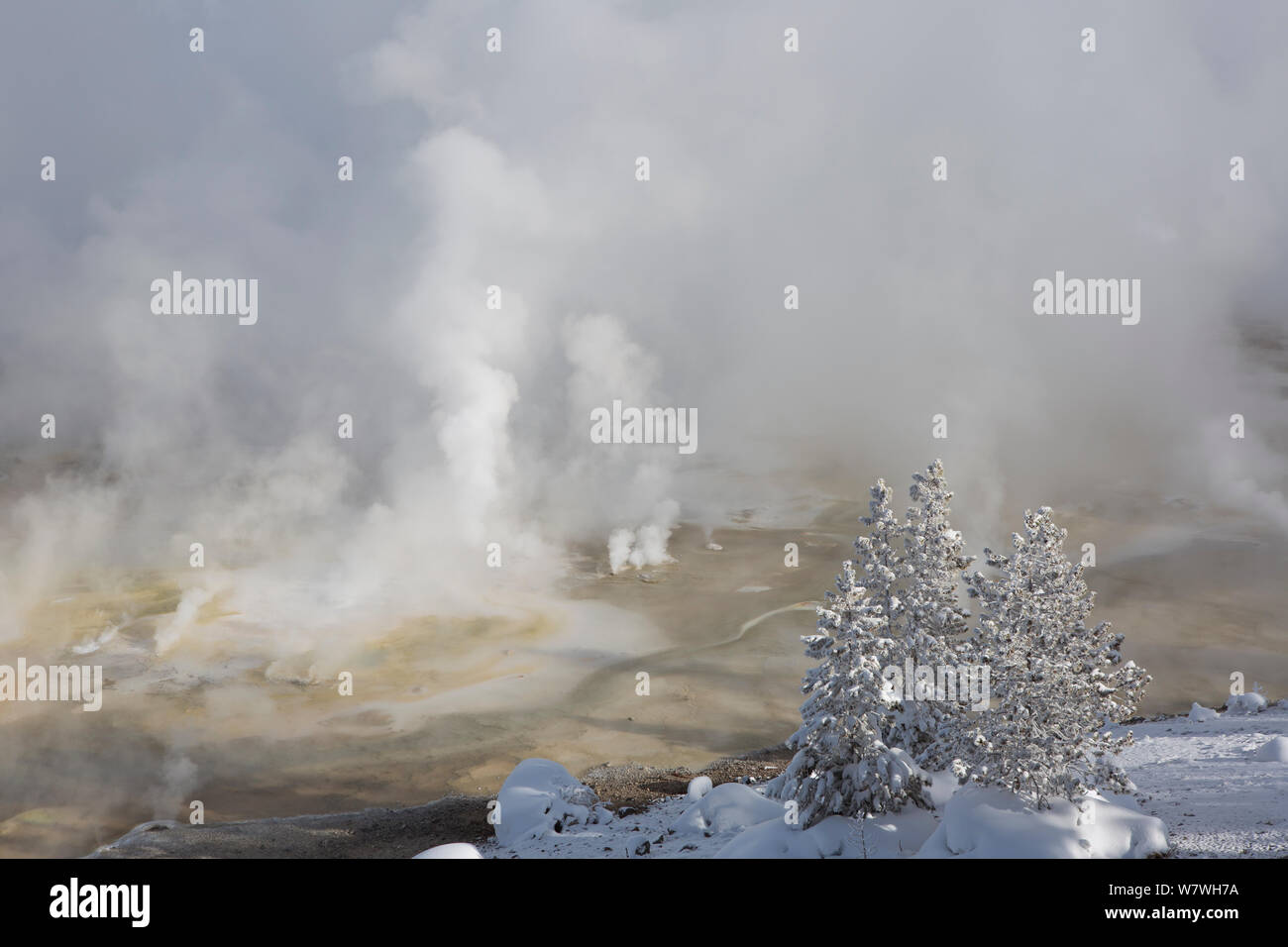 Snow covered trees with the Norris Geyser Basin below, Yellowstone ...