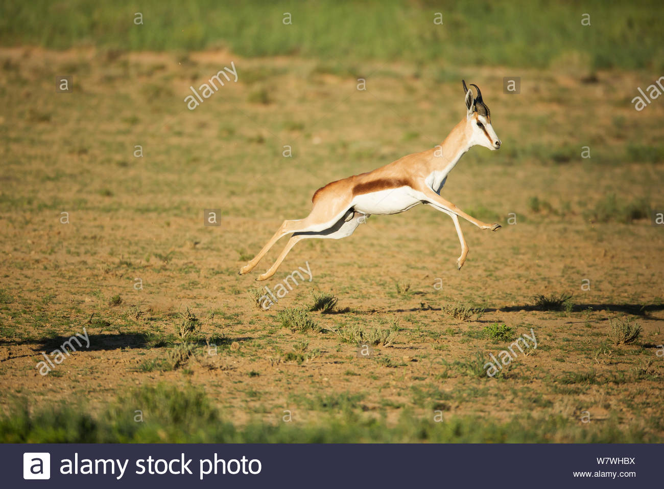 Springbok Pronking Stock Photos & Springbok Pronking Stock Images - Alamy