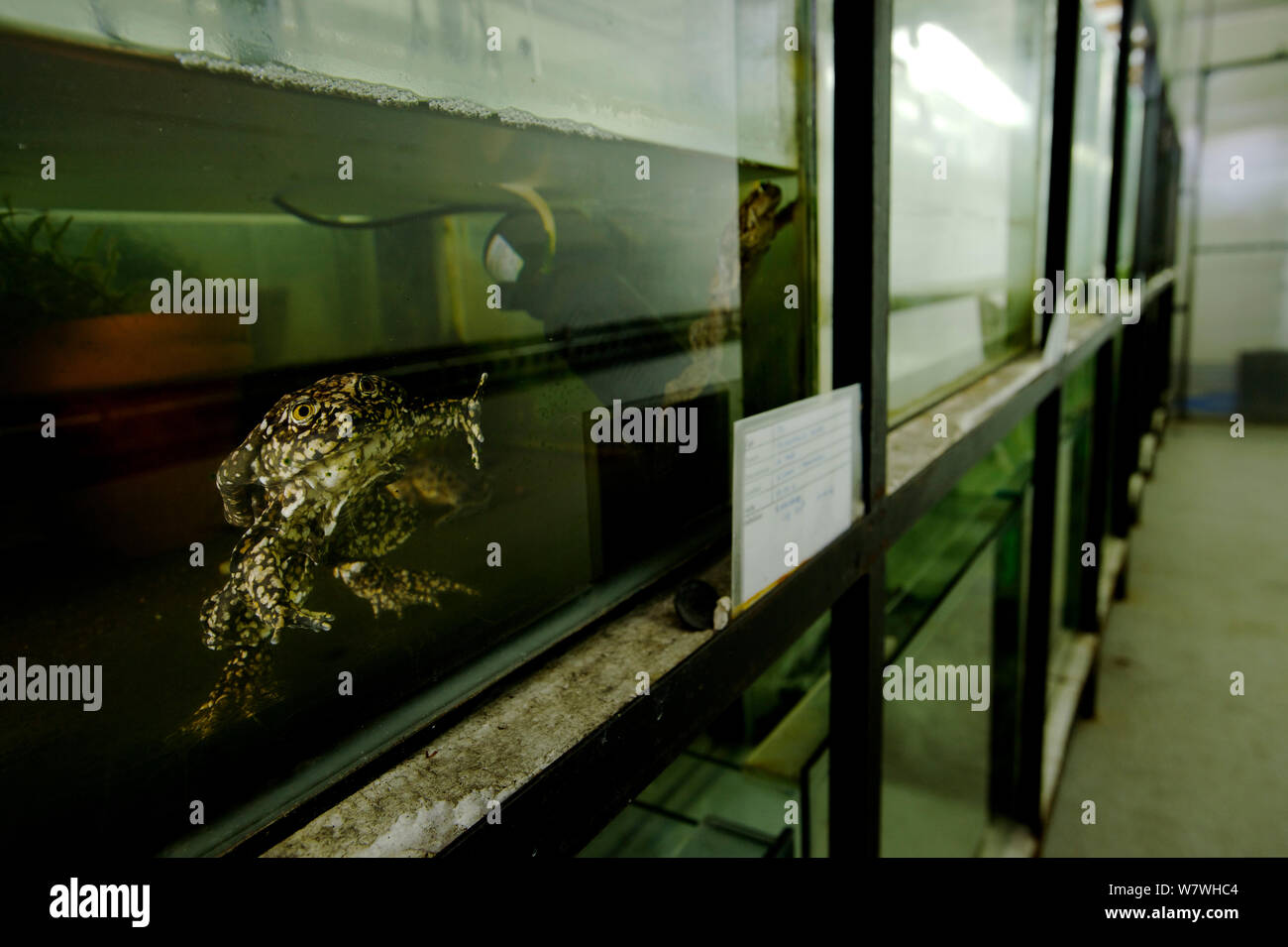 Titicaca water / Lake Titicaca frog (Telmatobius culeus) in aquarium ...