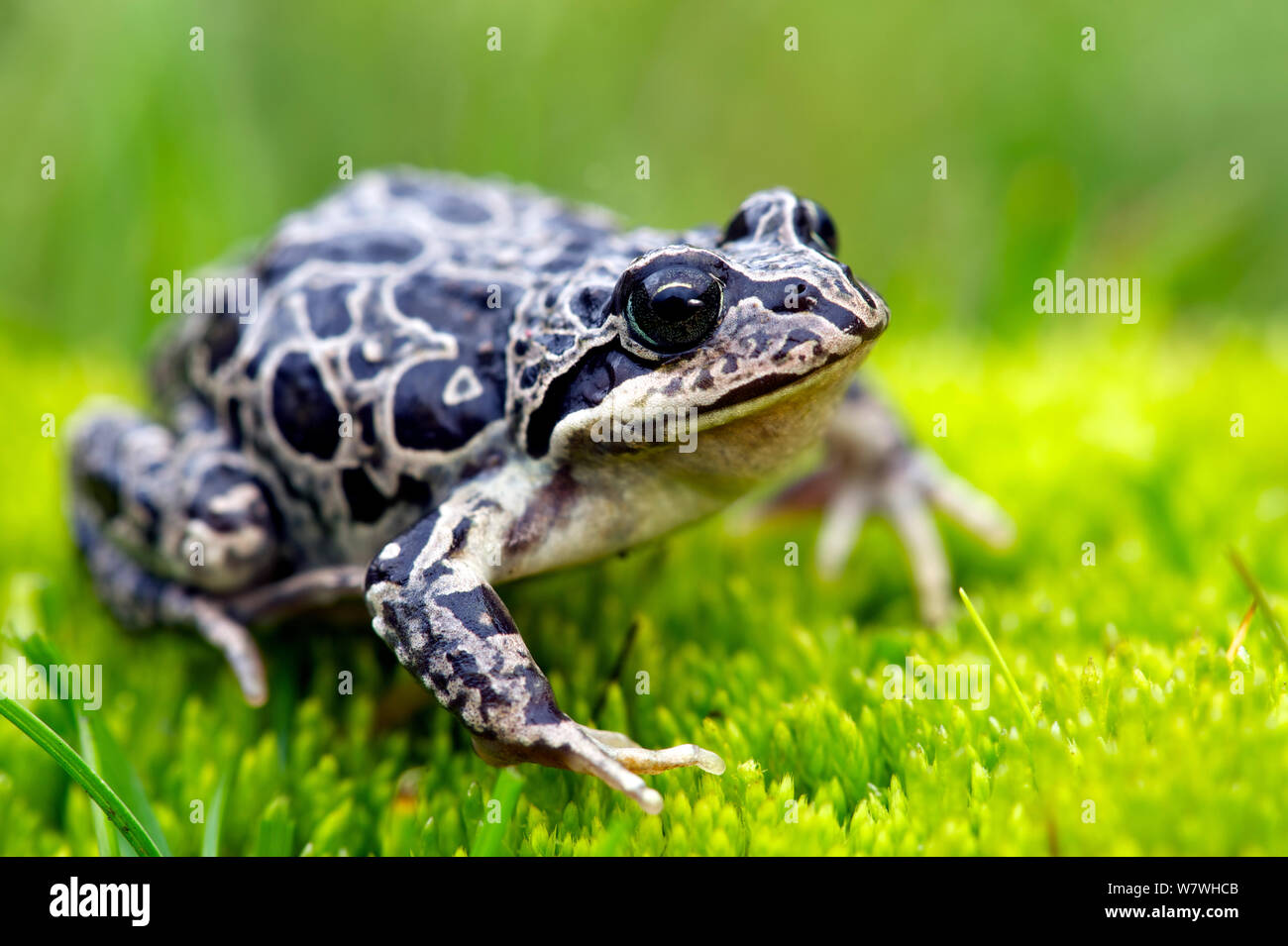 Marbled four eyed frog (Pleurodema marmoratum) portrait, Bolivia ...