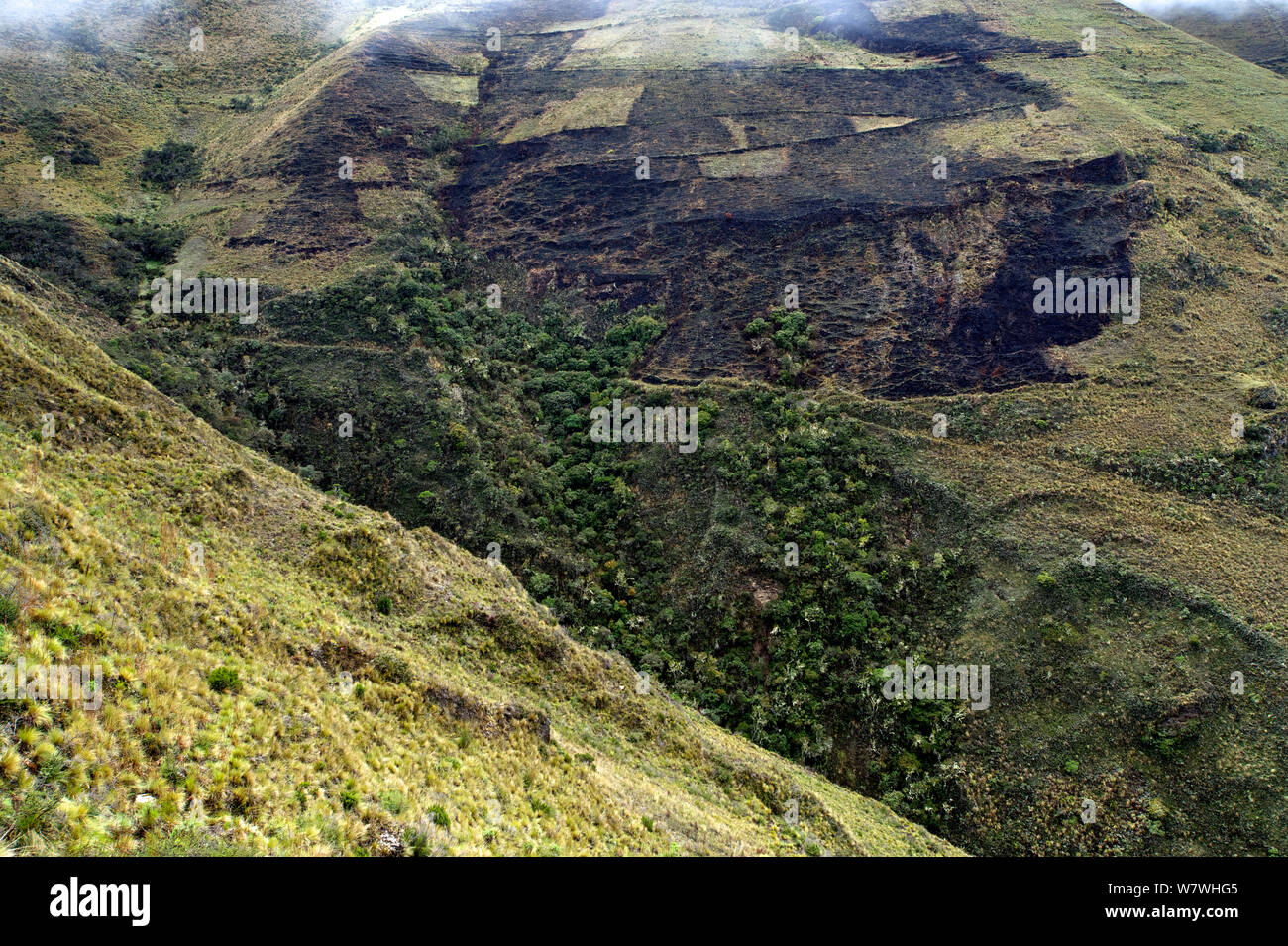 Destroyed forest habitat hi-res stock photography and images - Alamy
