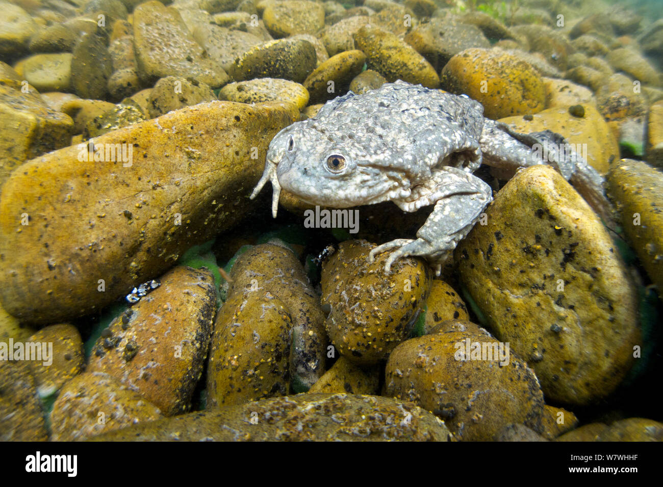 Titicaca frog hi-res stock photography and images - Alamy