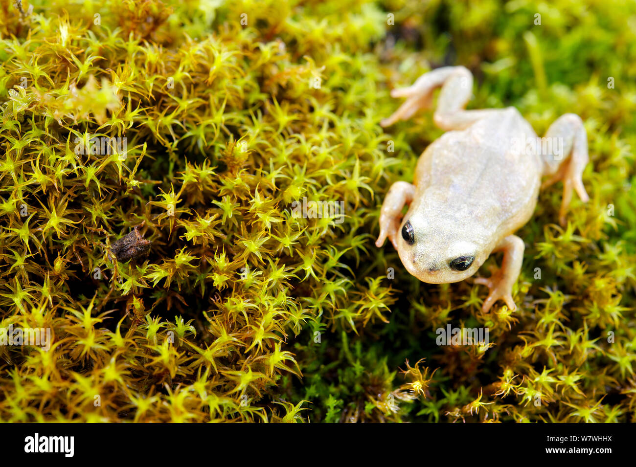 Yellow morph hi-res stock photography and images - Alamy