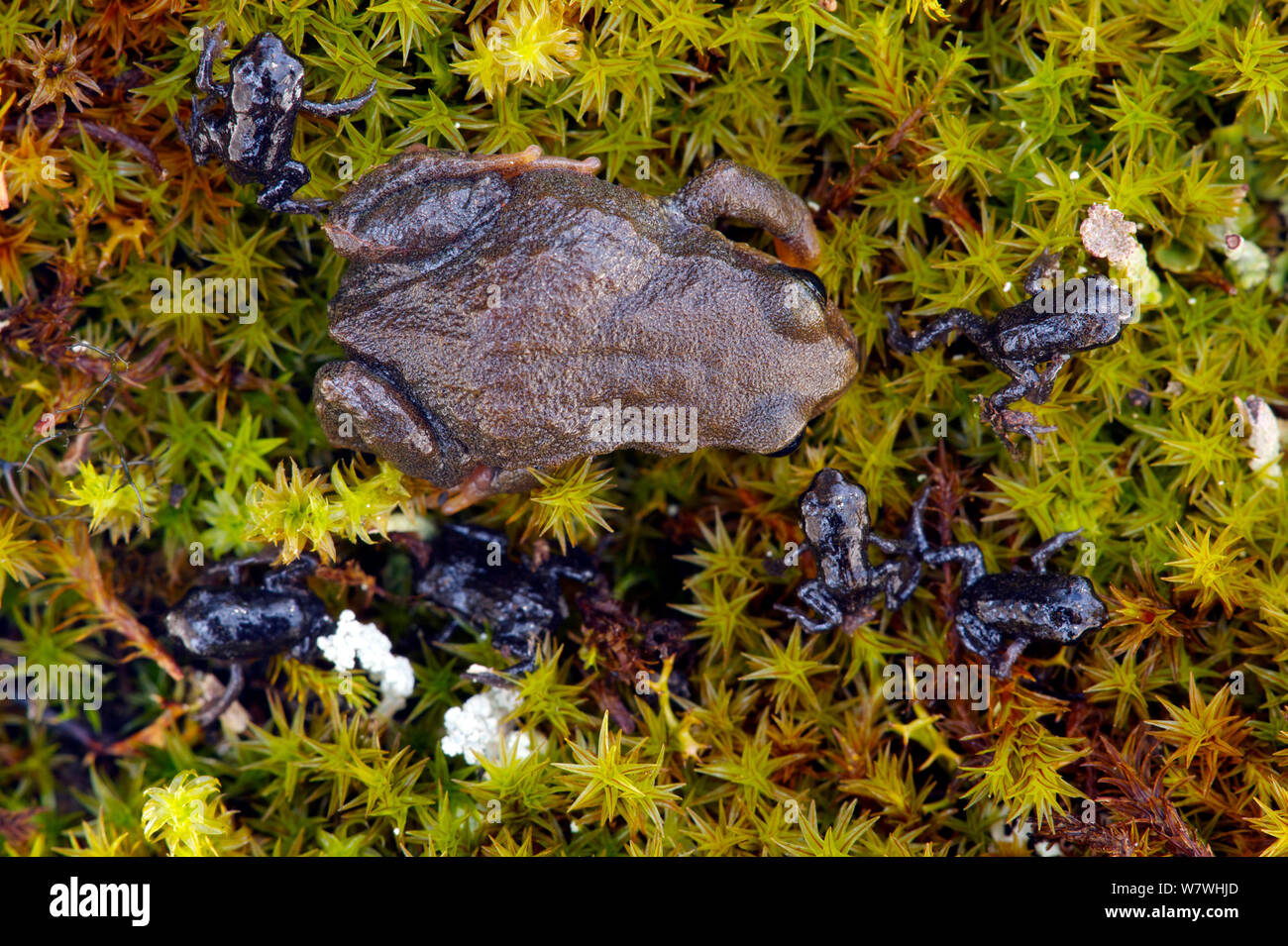 Male Frog (Psychrophrynella illimani) with newly hatched offspring ...