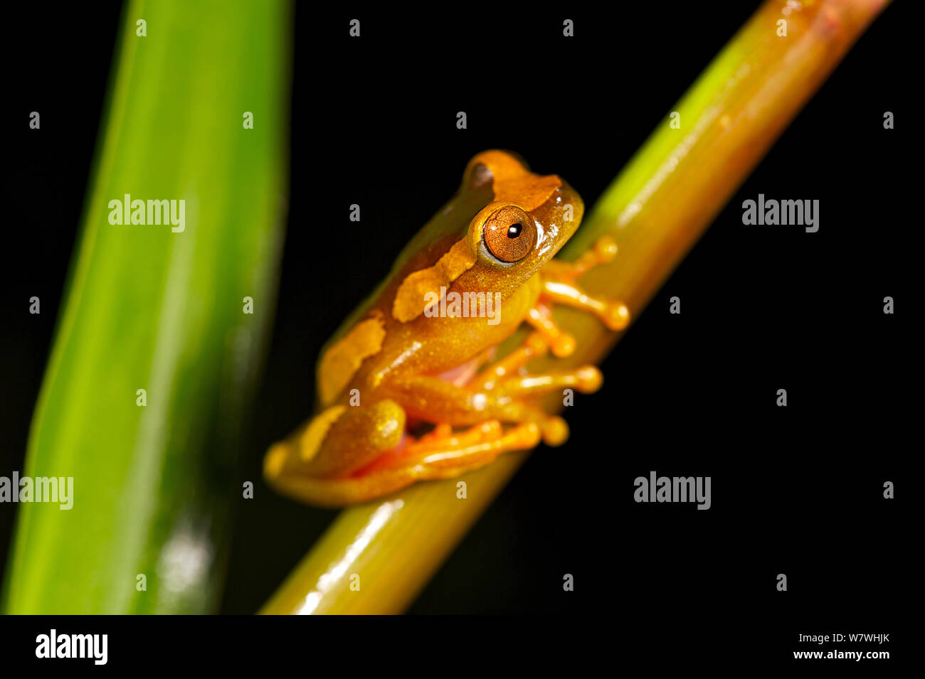 Beireis' treefrog (Dendropsophus leucophyllatus) portrait, Bolivia ...