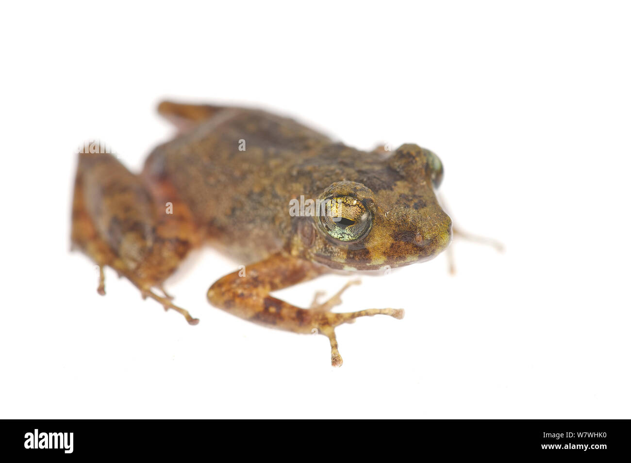 La paz robber frog hi-res stock photography and images - Alamy