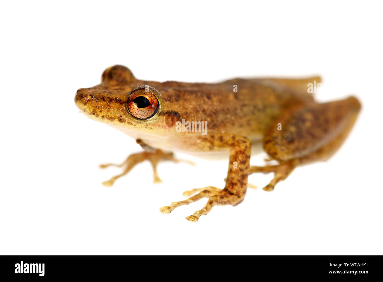 Red snouted treefrog (Scinax ruber) portrait, taken against white ...