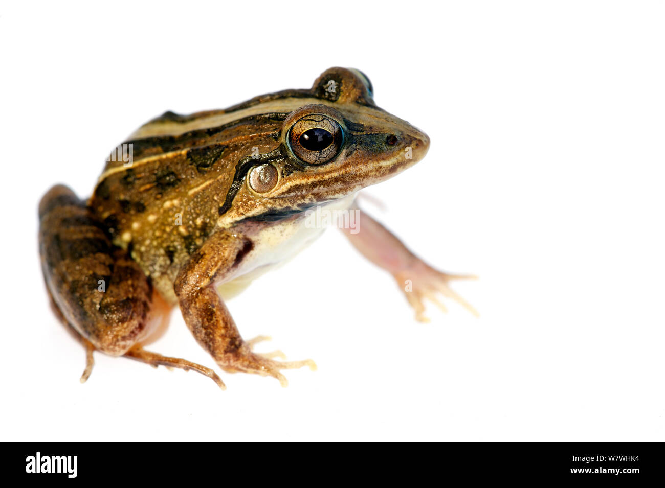 Leptodactylus fuscus hi-res stock photography and images - Alamy