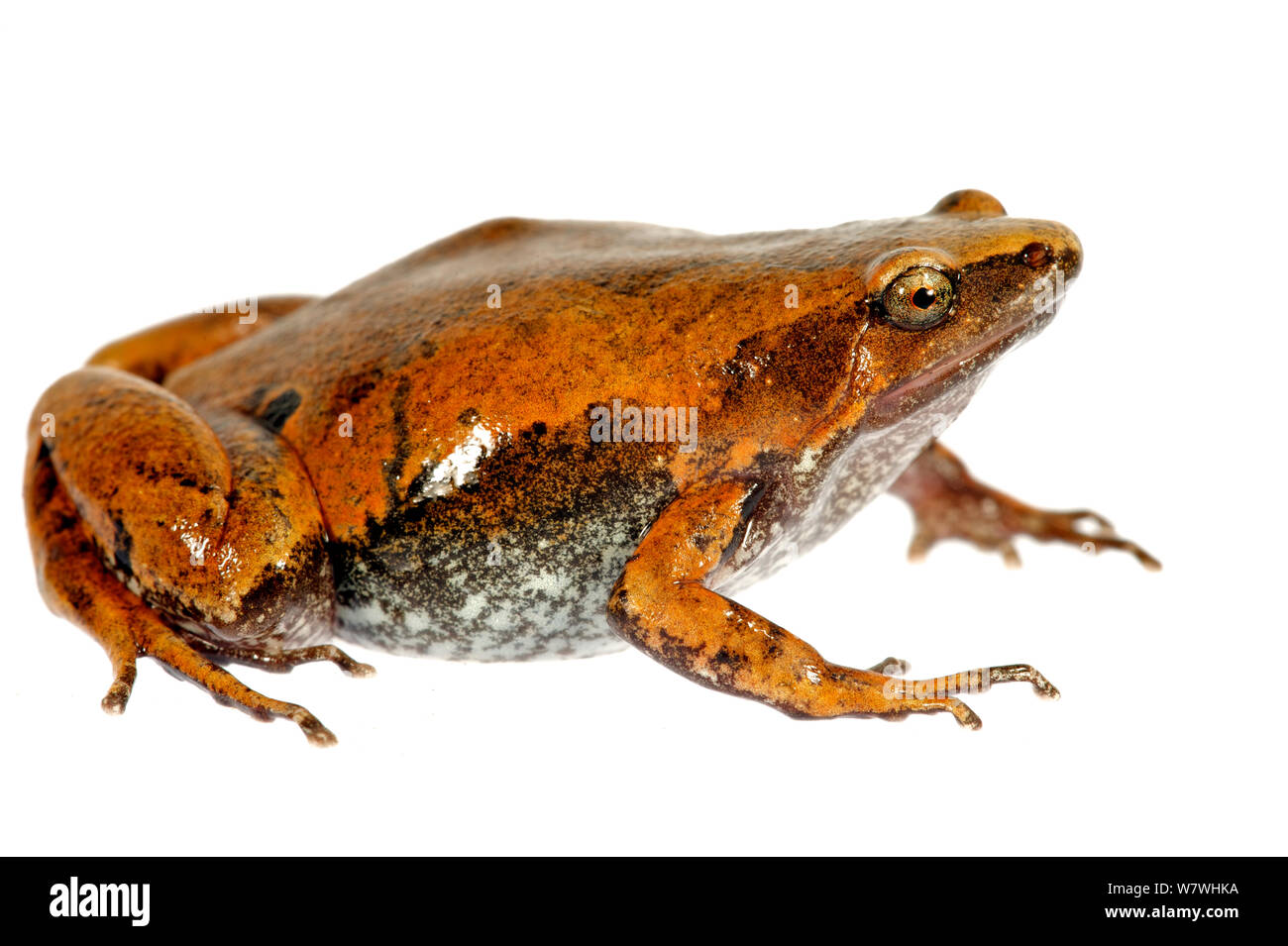 Bolivian bleating frog (Hamptophryne boliviana) portrait, taken against ...