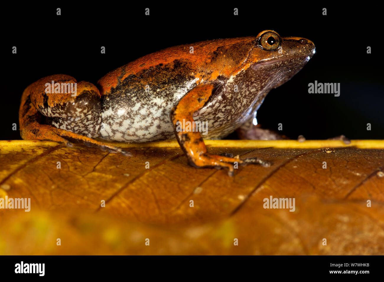 Bolivian bleating frog (Hamptophryne boliviana) on leaf, Bolivia ...