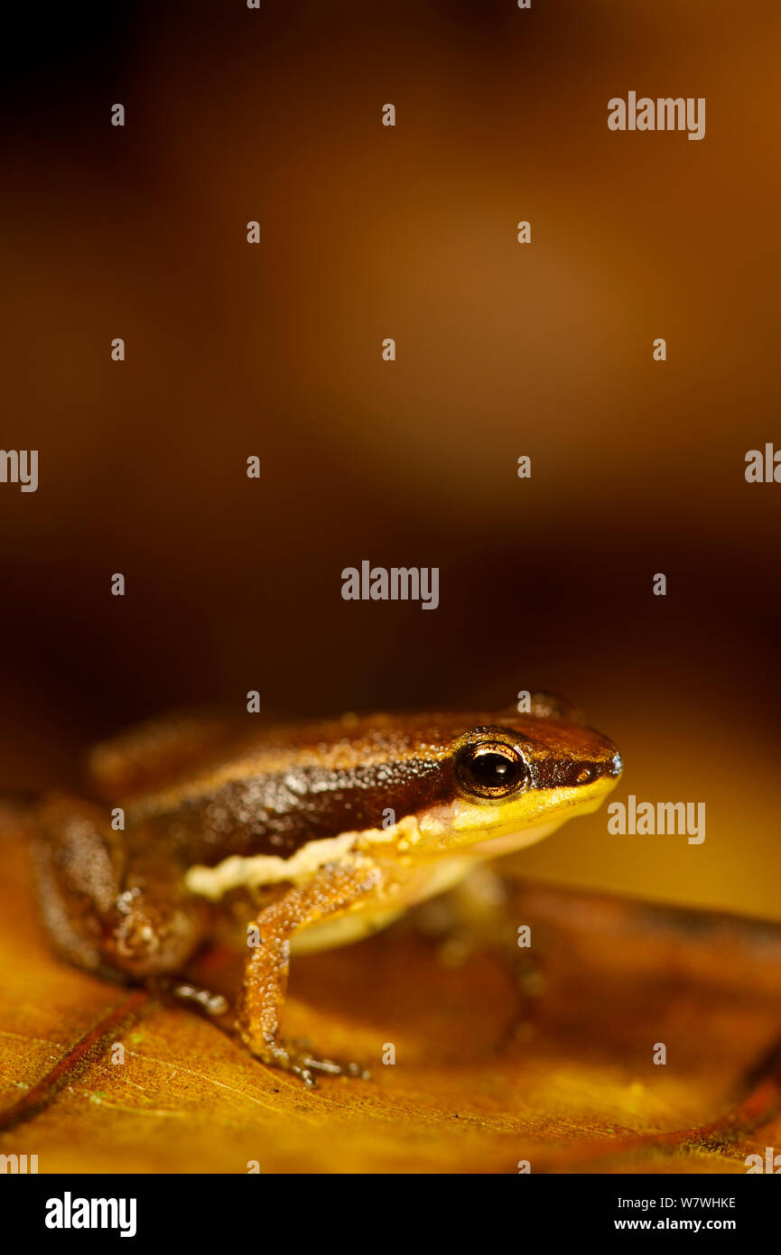 Three striped rocket frog (Allobates trilineatus) on leaf, Bolivia ...