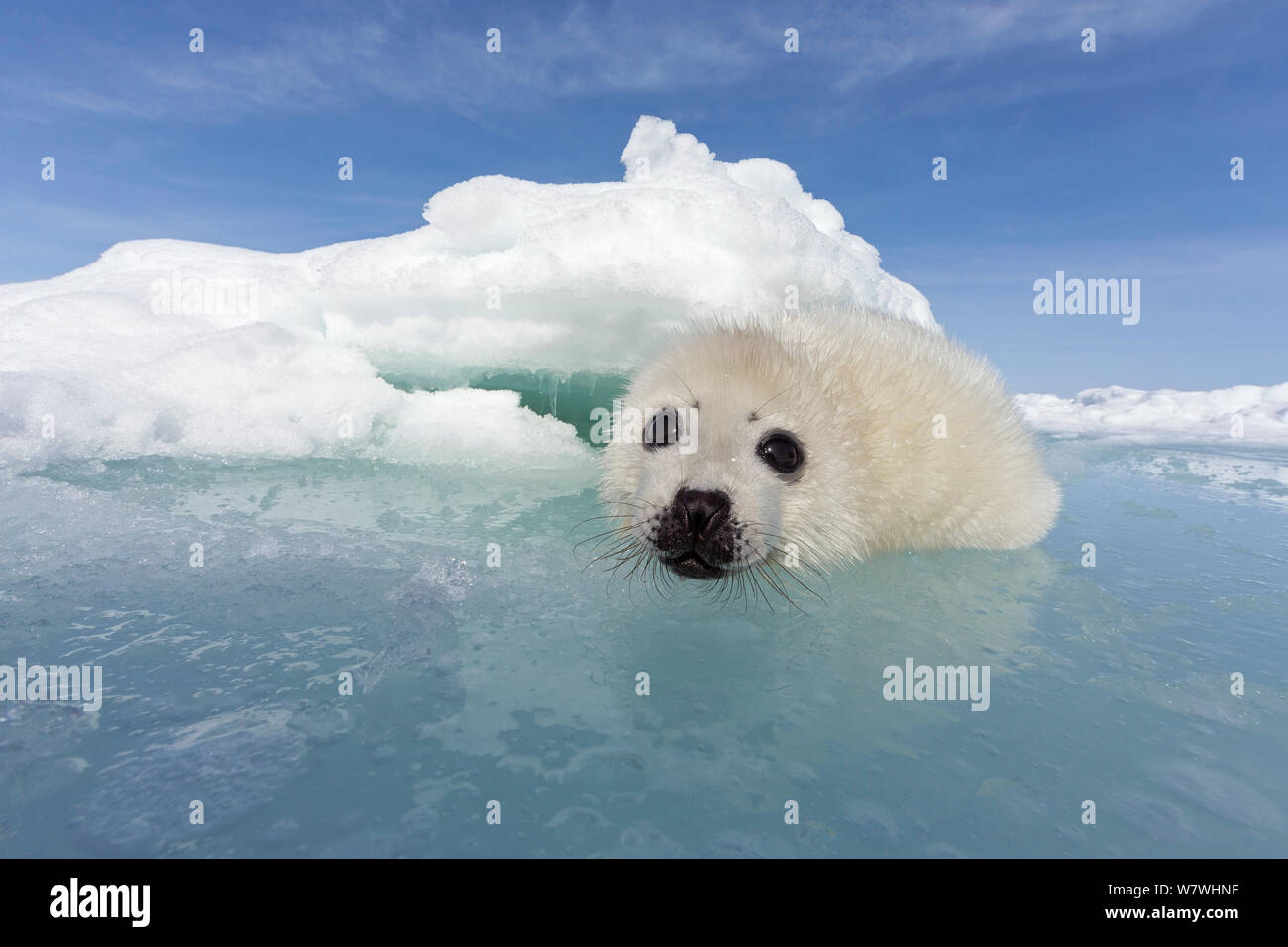 Harp Seals In Water