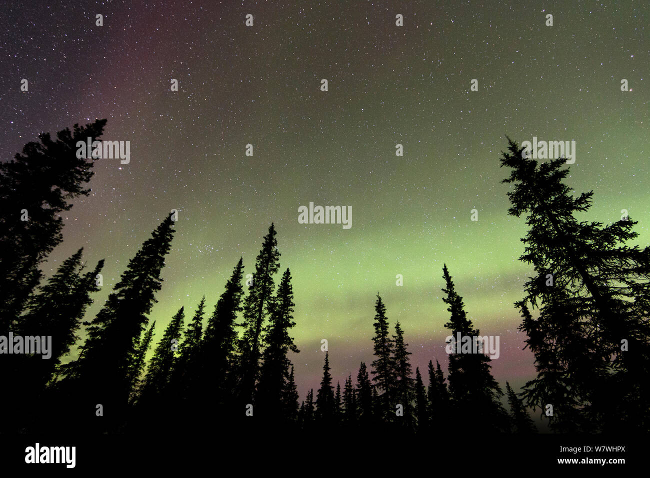 Aurora borealis / Northern lights over boreal forest near Denali ...