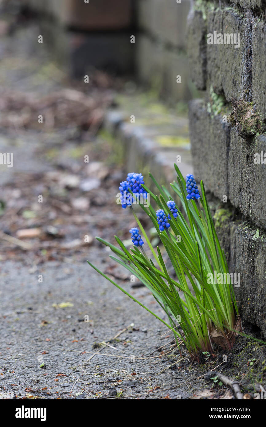 Grape hyacinths muscari sp hi-res stock photography and images - Alamy