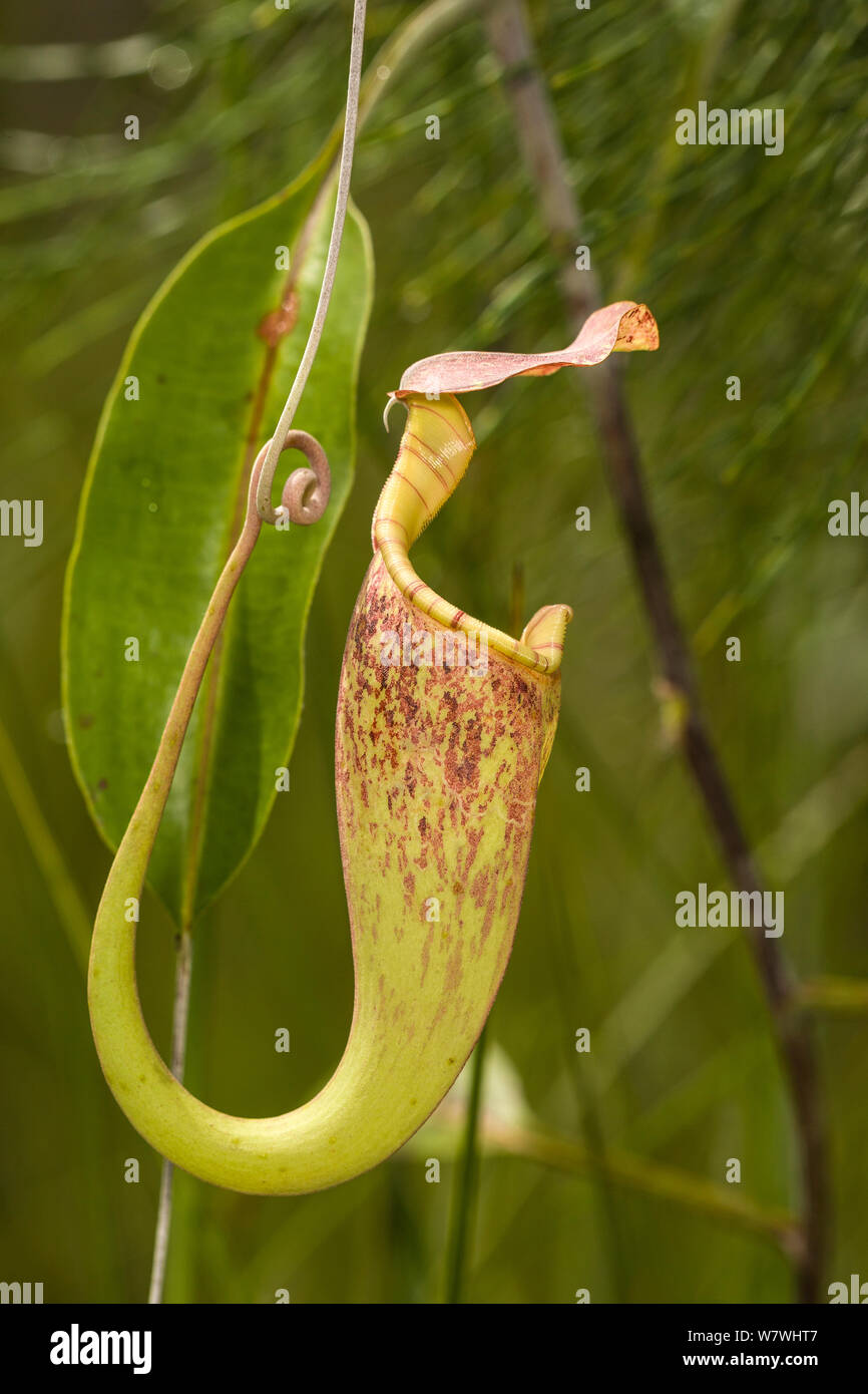 Pitcher plant (Nepenthes rafflesiana) Bako National Park, Sarawak ...