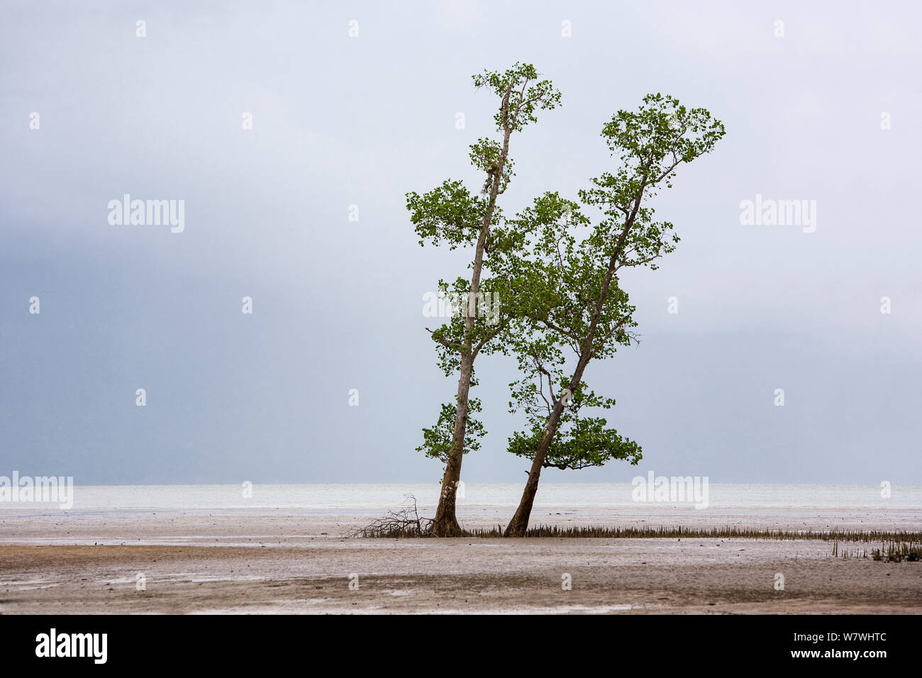 White mangrove trees (Sonneratia alba) Bako National Park, Sarawak ...