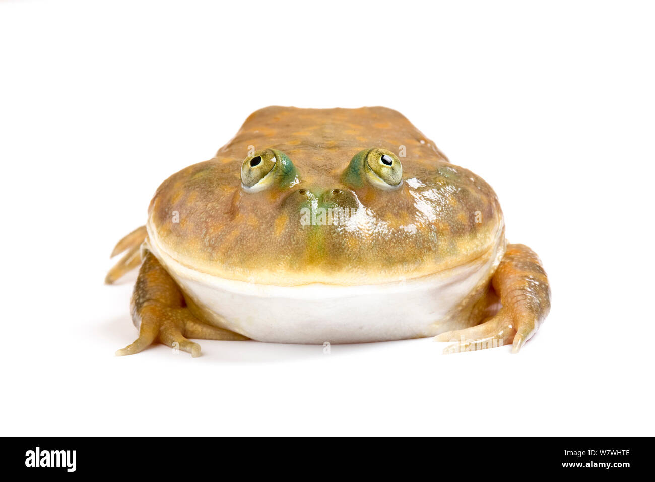 Lepidobatrachus hi-res stock photography and images - Alamy