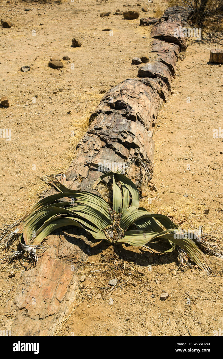 Welwitschia (Welwitschia mirabilis) growing among tree fossils in the ...