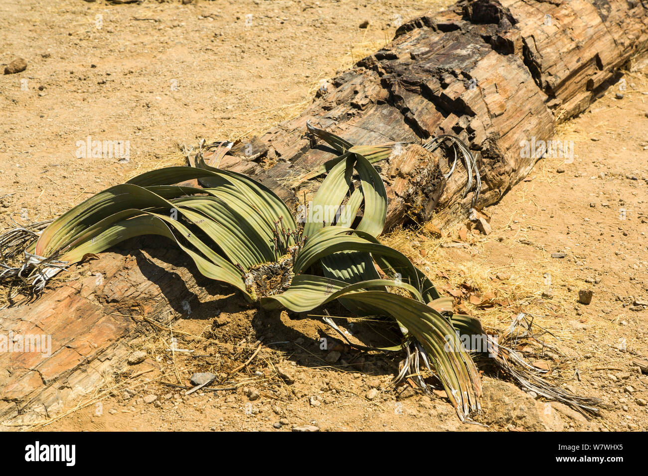 Welwitschia (Welwitschia mirabilis) growing among tree fossils in the ...