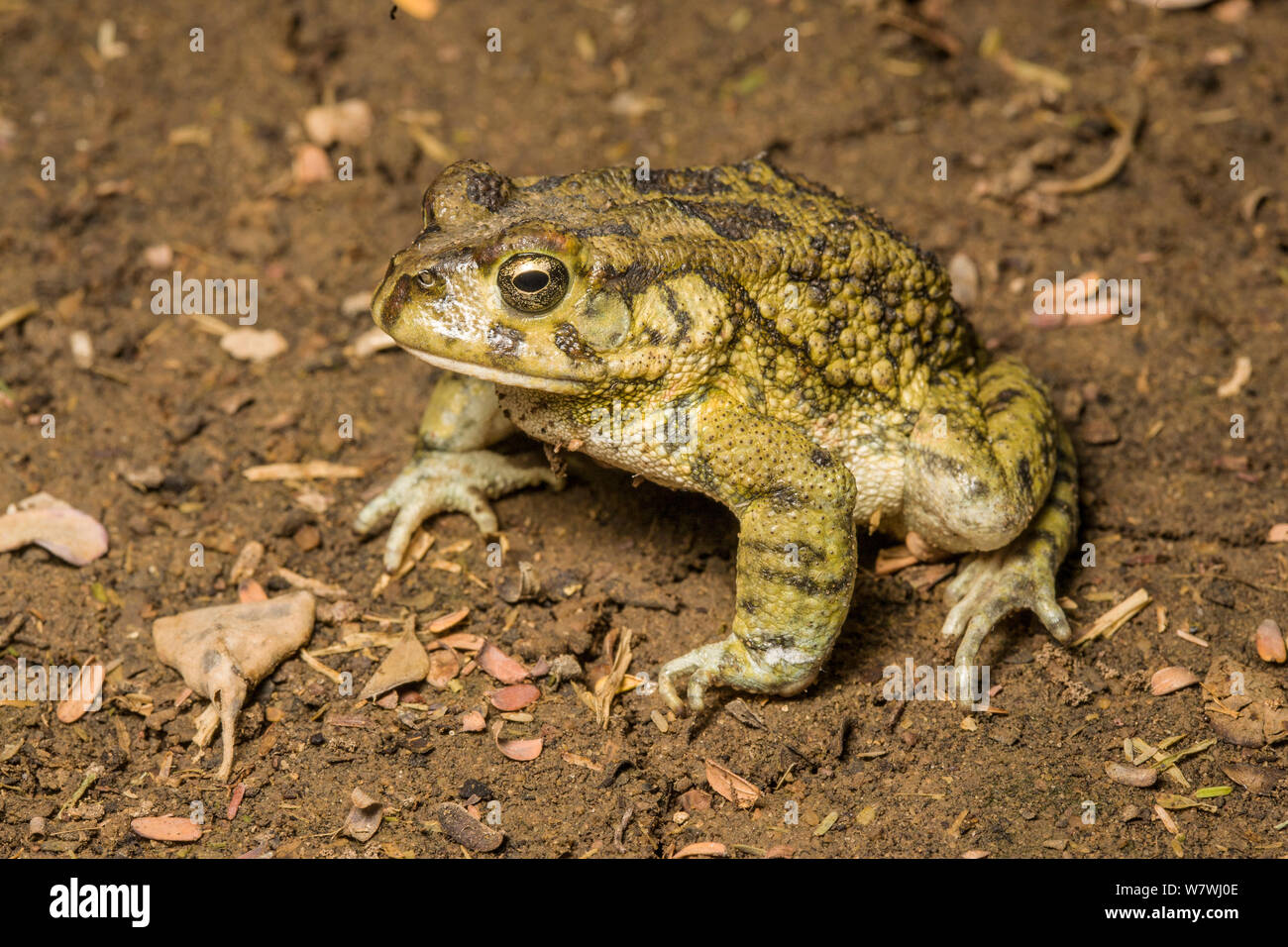 African toad hi-res stock photography and images - Alamy