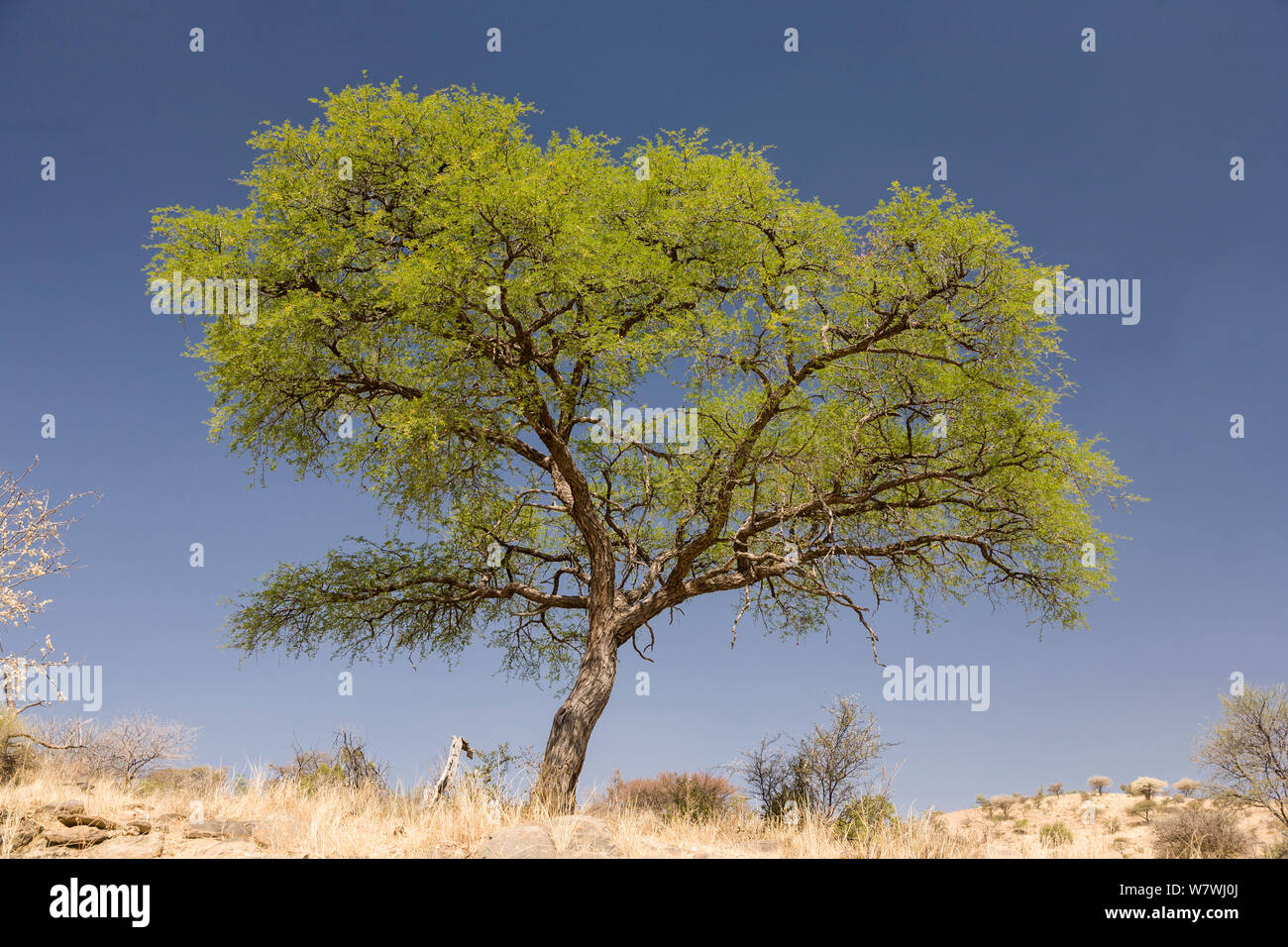 Camelthorn tree hi-res stock photography and images - Alamy