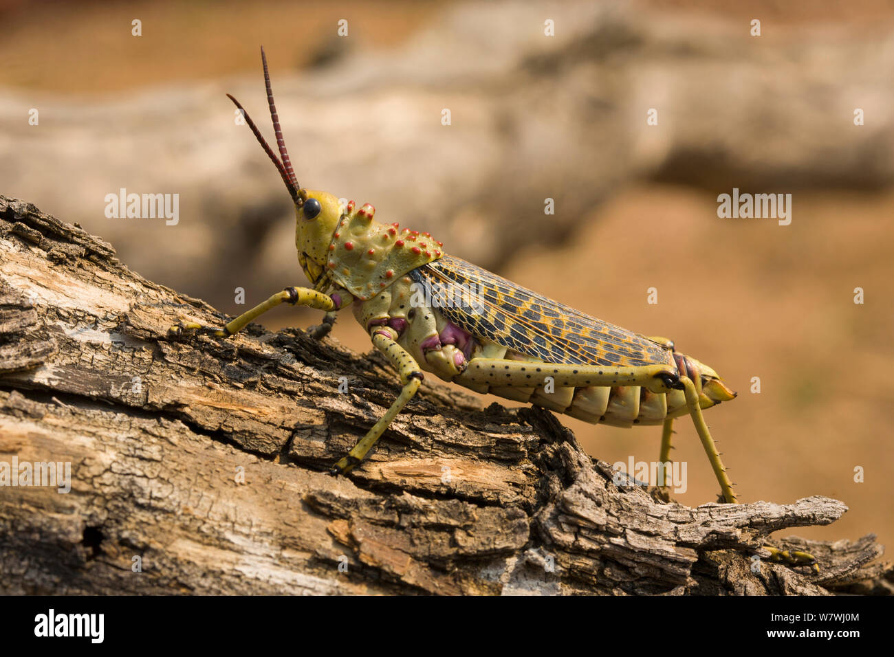 Toxic Milkweed Grasshopper (Phymateus leprosus) Namibia Stock Photo - Alamy