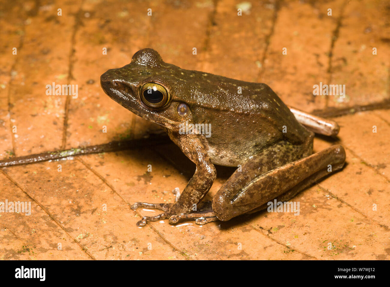 Torrent Frog (Meristogenys species) Danum Valley, Sabah, Borneo Stock ...