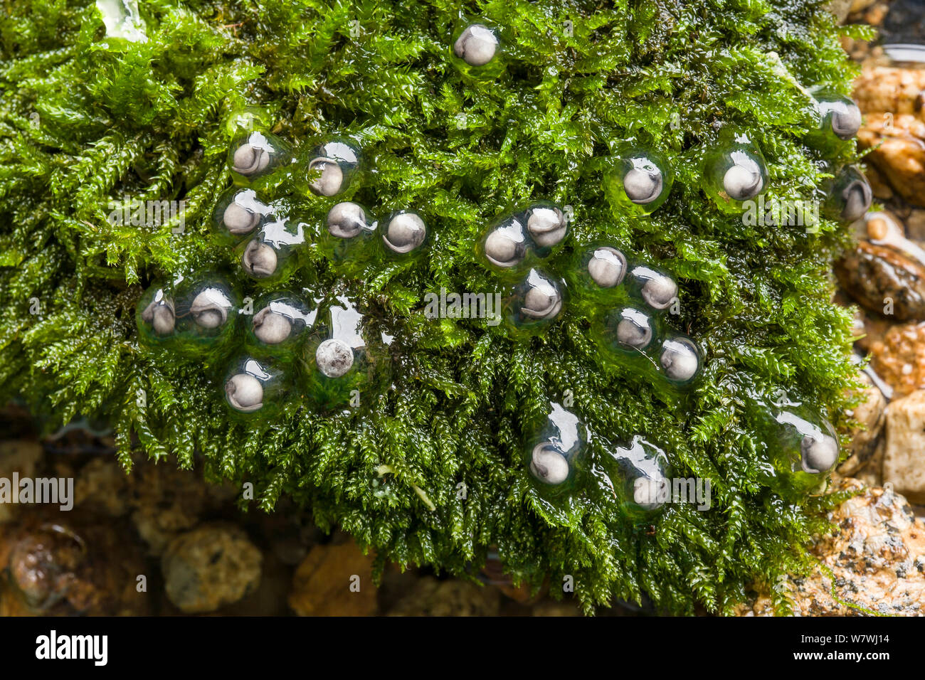 Developing frogs eggs hi-res stock photography and images - Alamy