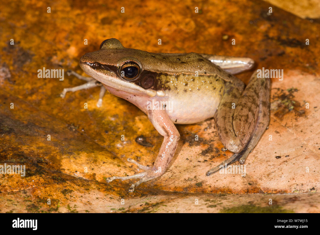 Torrent frog hi-res stock photography and images - Alamy