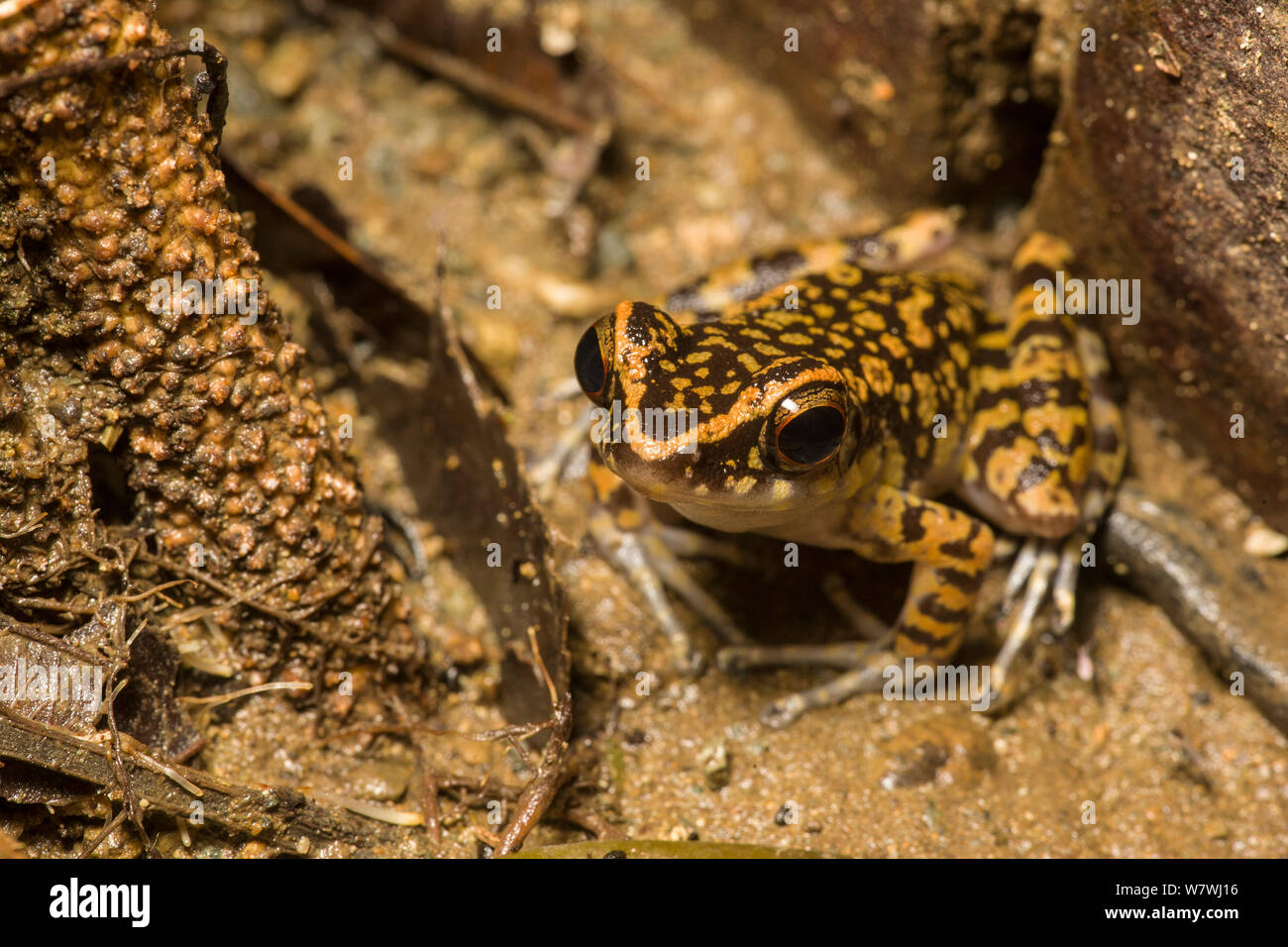 Rana picturata hi-res stock photography and images - Alamy